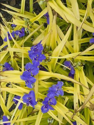 Tradescantia x 'Sweet Kate' | Perennial Plant Sale | Bloomin Designs ...