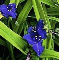 Tradescantia x 'Sweet Kate' | Perennial Plant Sale | Bloomin Designs ...