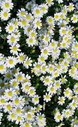Bellium minutum shipped from Grower to your door