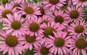 Echinacea Pixie Meadowbrite shipped from Grower to your door