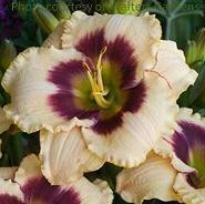 Daylily BLUEBERRY CANDY shipped from Grower to your door