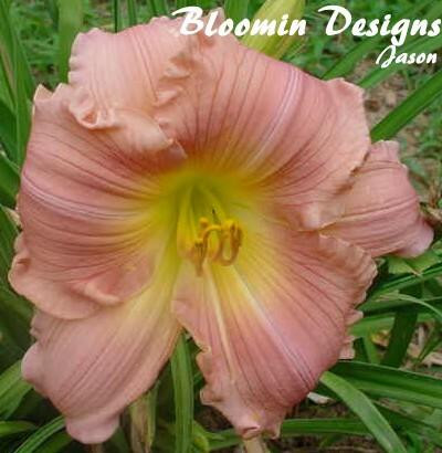 Daylily JOLYENE NICHOLE shipped from Grower to your door