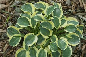 Hosta MIGHTY MOUSE - Perennial Plant Sale shipped from Grower to your door