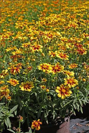 Coreopsis 'Enchanted Eve' - Perennial Plant Sale shipped from Grower to ...