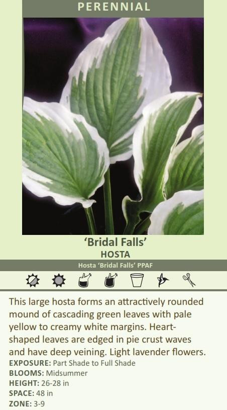 Hosta 'Bridal Falls' PPAF shipped from Grower to your door