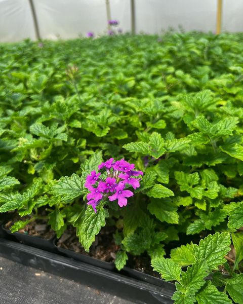 Verbena x. 'Homestead' Purple shipped from Grower to your door