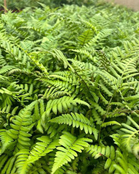 Polystichum acrostichoides shipped from Grower to your door
