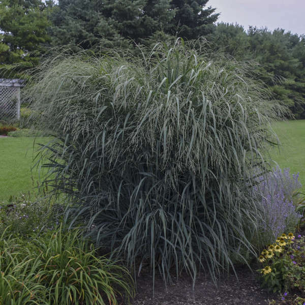Panicum 'Blue Fountain' shipped from Grower to your door