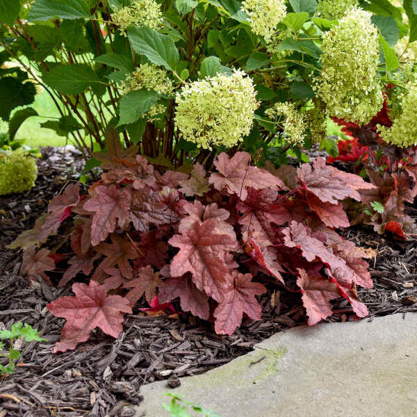 Heucherella 'Red Rover' | Perennial Plant Sale | Bloomin Designs Nursery