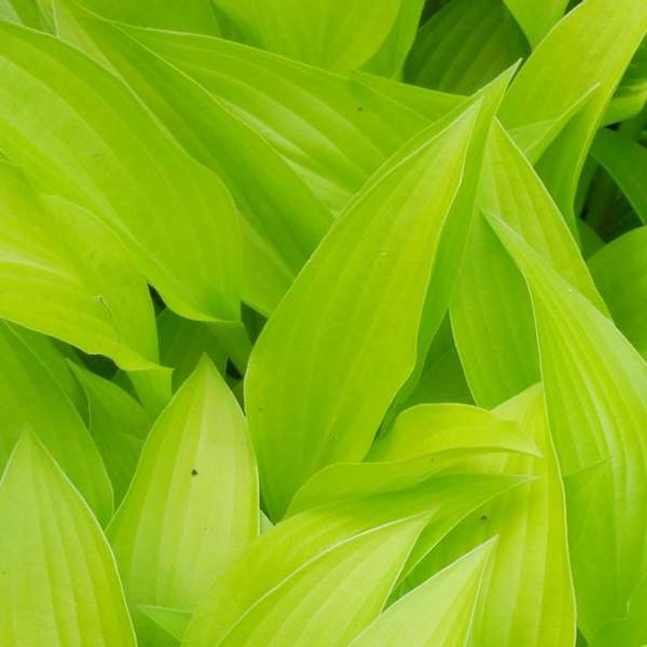 Hosta Munchkin Fire shipped from Grower to your door