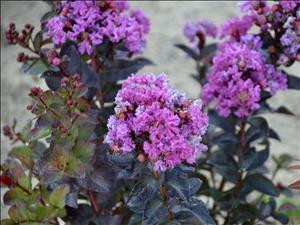 LAGERSTROEMIA 'Spiced Plum' shipped from Grower to your door