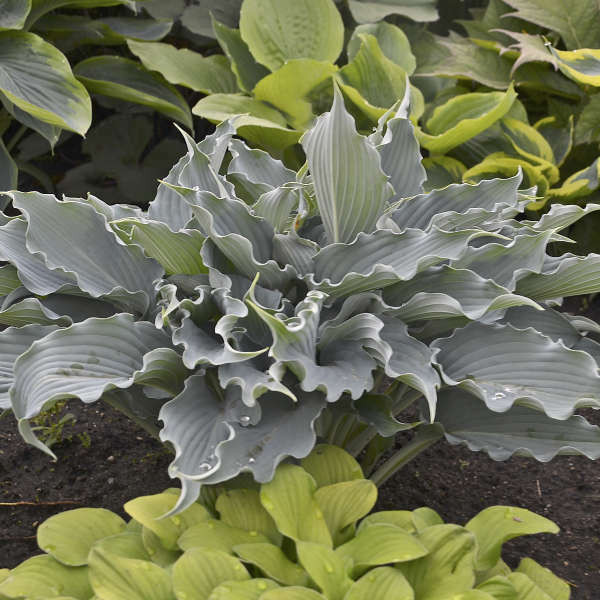 Hosta 'Waterslide'shipped from Grower to your door