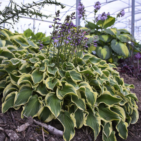 Hosta 'Wrinkle in Time'shipped from Grower to your door