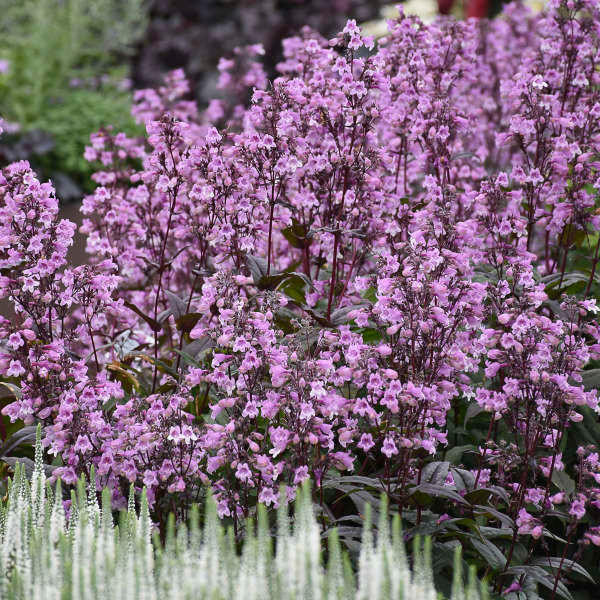 Penstemon 'Prairie Dusk' shipped from Grower to your door