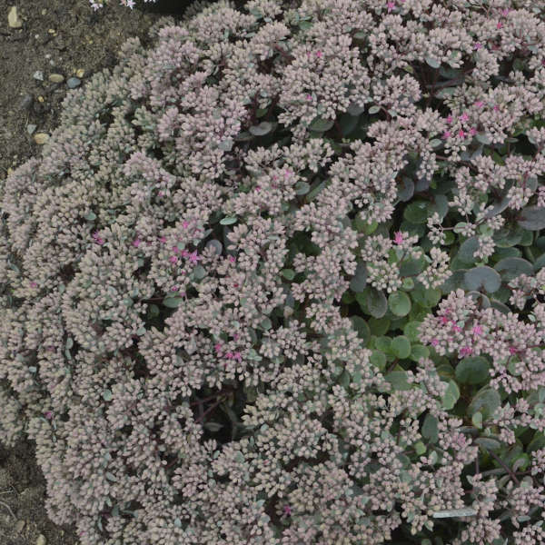 Sedum 'Postman's Pride' shipped from Grower to your door