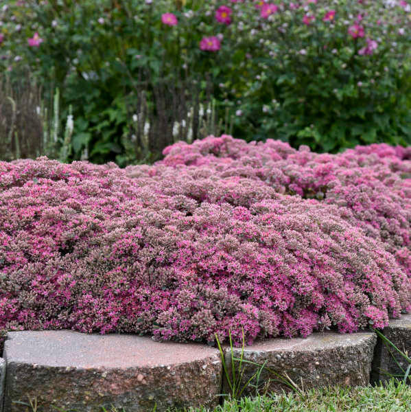 Sedum 'Postman's Pride' shipped from Grower to your door
