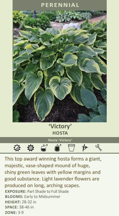 Hosta 'Victory' shipped from Grower to your door