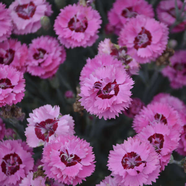 Dianthus Cute as a Button | Perennial Plant Sale | Bloomin Designs Nursery