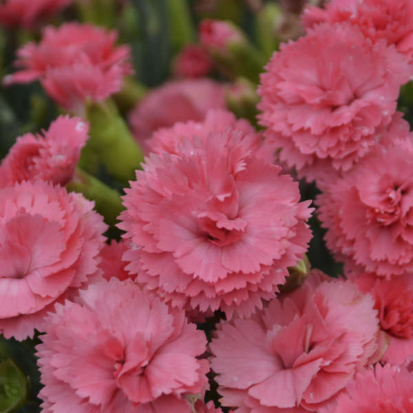 Dianthus Classic Coral shipped from Grower to your door