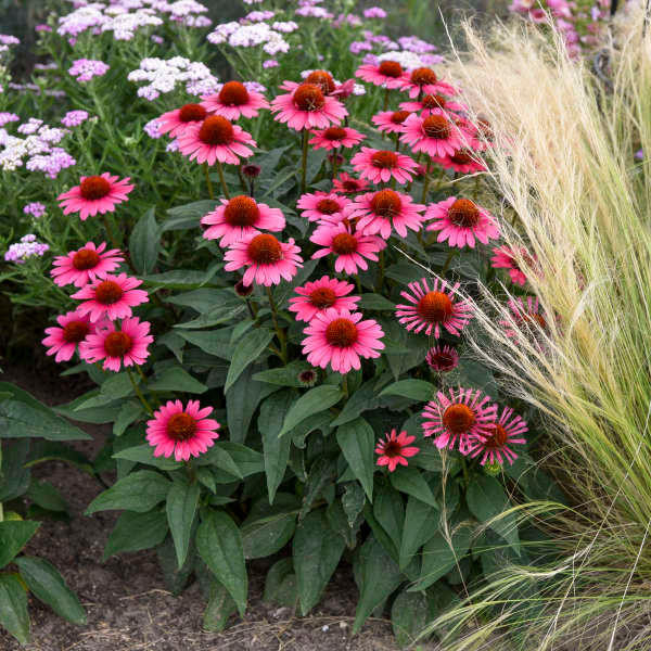 Echinacea 'Coral Craze' shipped from Grower to your door