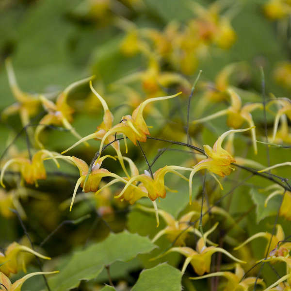 Epimedium 'Amber Queen'| Perennial Plant Sale | Bloomin Designs Nursery