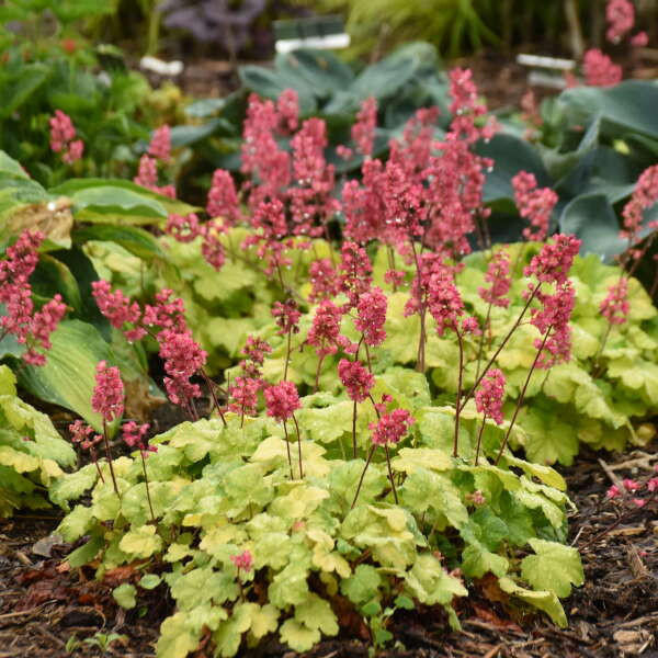 Heuchera Timeless Glow shipped from Grower to your door