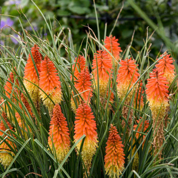 Kniphofia 'Backdraft' shipped from Grower to your door