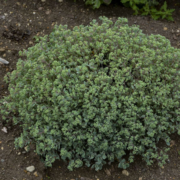 Sedum 'Steel the Show' shipped from Grower to your door