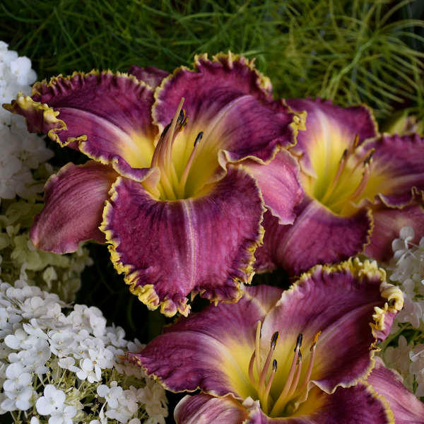 Daylily Raspberry Eclipse shipped from Grower to your door