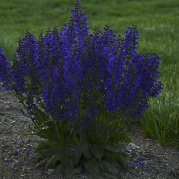 Salvia Evening Attire | Perennial Plant Sale | Bloomin Designs Nursery