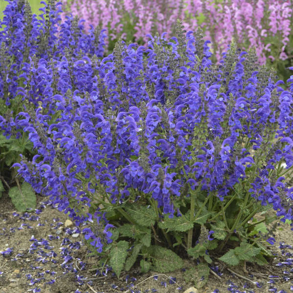 Salvia Evening Attire | Perennial Plant Sale | Bloomin Designs Nursery
