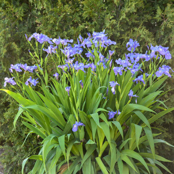Iris ampliflora 'Ming Treasure' shipped from Grower to your door
