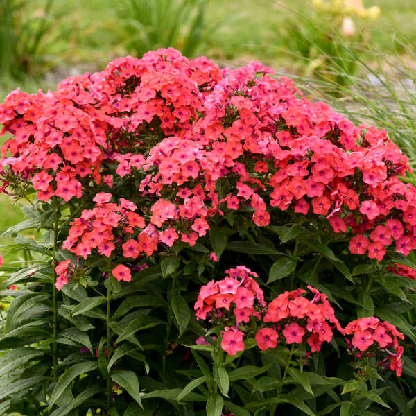 Red Phlox