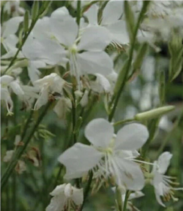 Gaura 'White' | Perennial Plant Sale | Bloomin Designs Nursery