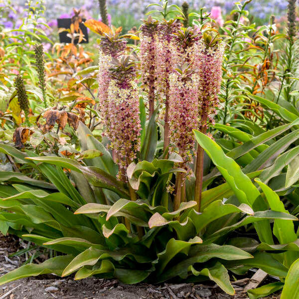 Eucomis 'Princess Bride' | Perennial Plant Sale | Bloomin Designs Nursery