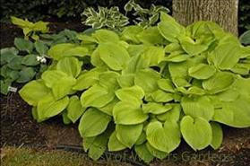 Hosta AUGUST MOON shipped from Grower to your door