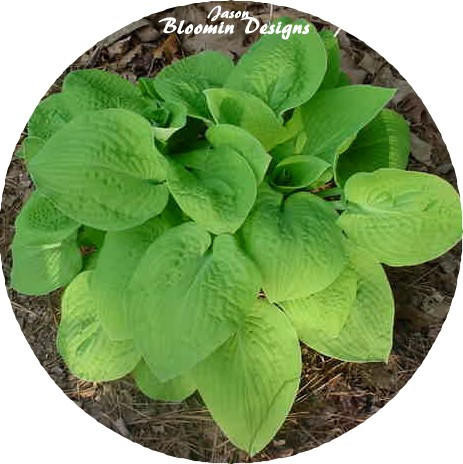 Hosta AUGUST MOON shipped from Grower to your door