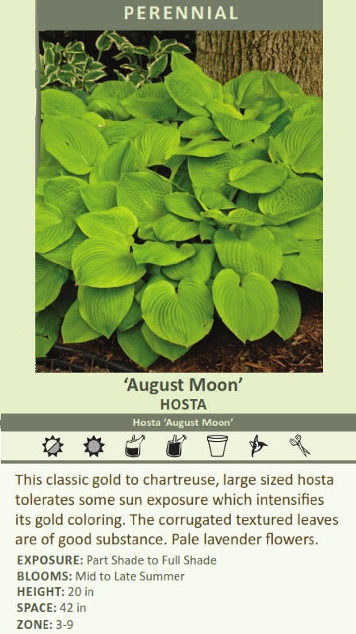 Hosta AUGUST MOON shipped from Grower to your door