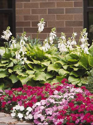 Hosta ROYAL STANDARD shipped from Grower to your door