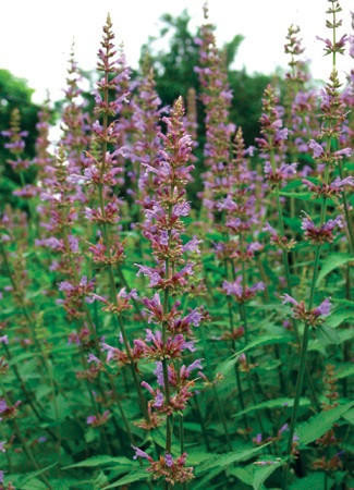 Agastache 'Purple Haze' | Perennial Plant Sale | Bloomin Designs Nursery