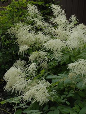 Aruncus dioicus | Perennial Plant Sale | Bloomin Designs Nursery