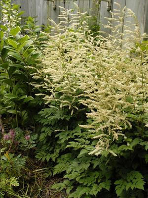 Aruncus 'Misty Lace' | Perennial Plant Sale | Bloomin Designs Nursery