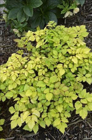 Astilbe 'Amber Moon' | Perennial Plant Sale | Bloomin Designs Nursery