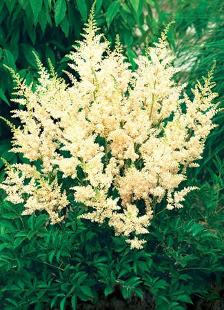 Astilbe 'Snowdrift' shipped from Grower to your door