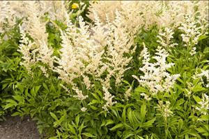 Astilbe 'Snowdrift' shipped from Grower to your door