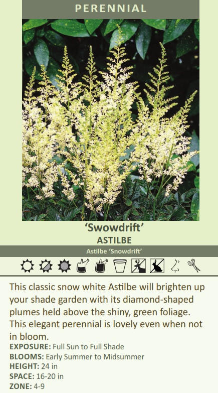 Astilbe 'Snowdrift' shipped from Grower to your door