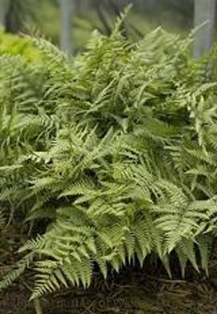 Athyrium 'Ghost' - Perennial Plant Sale shipped from Grower to your door