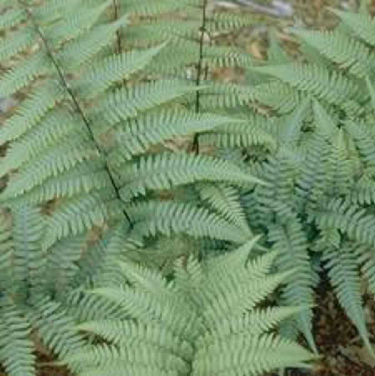 Athyrium 'Ghost' - Perennial Plant Sale shipped from Grower to your door