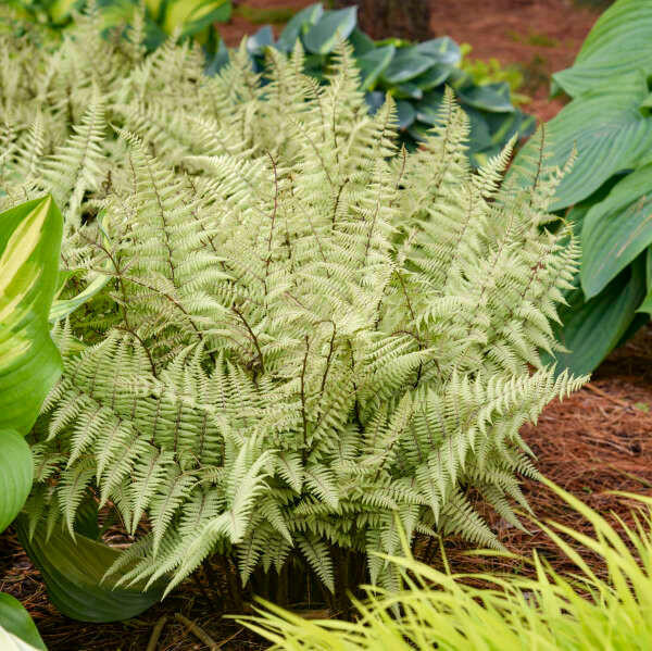 Athyrium 'Ghost' - Perennial Plant Sale shipped from Grower to your door