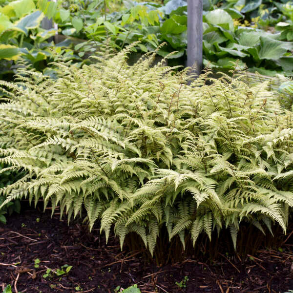 Athyrium 'Ghost' - Perennial Plant Sale shipped from Grower to your door